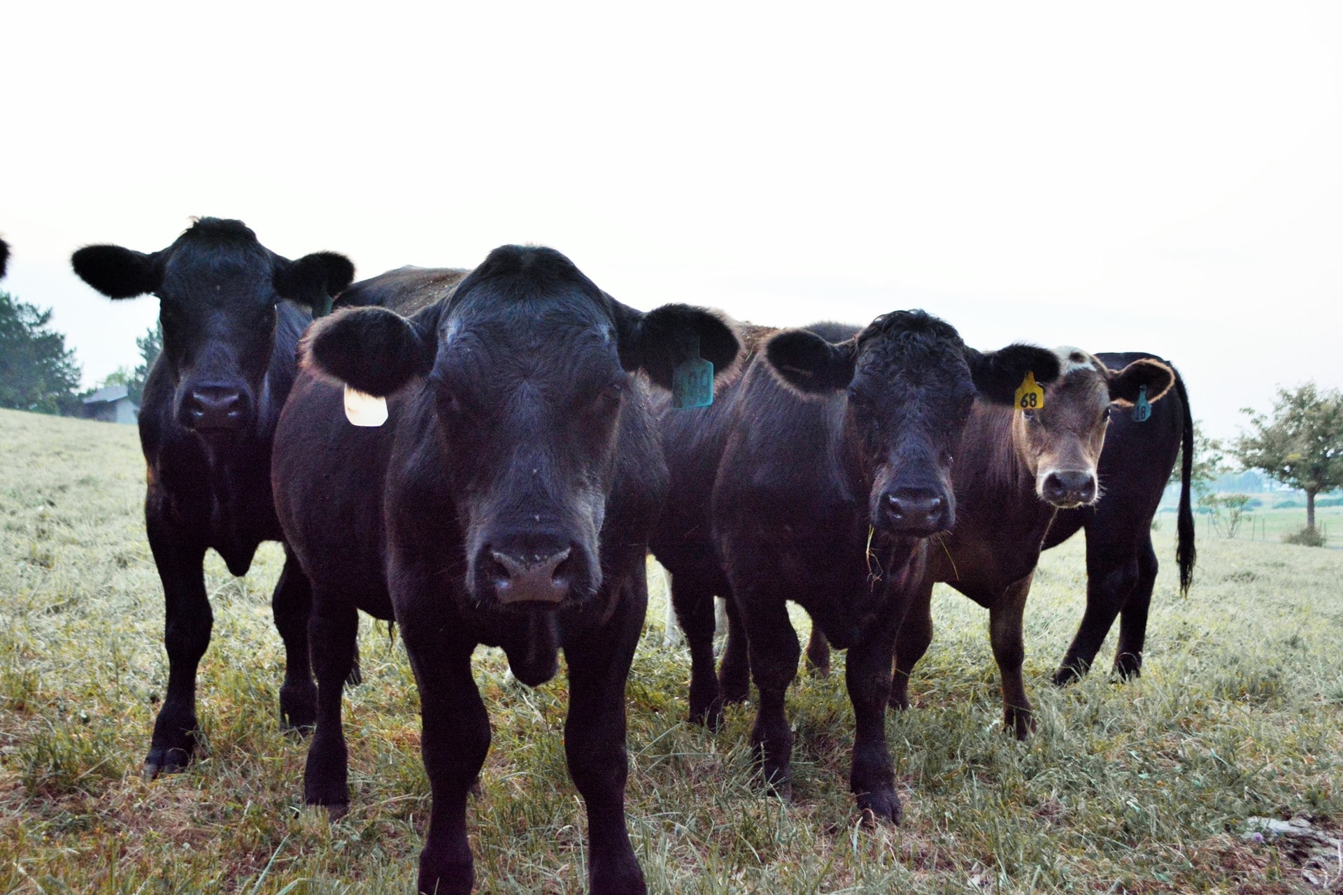 Factory Farming and Climate Changes - SHAPEYourFutureLife