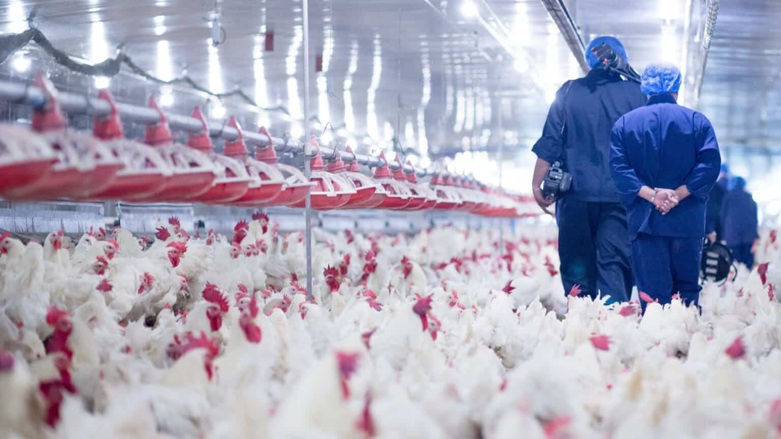 Social and Economic Consequences of Factory Farming - SHAPEYourFutureLife