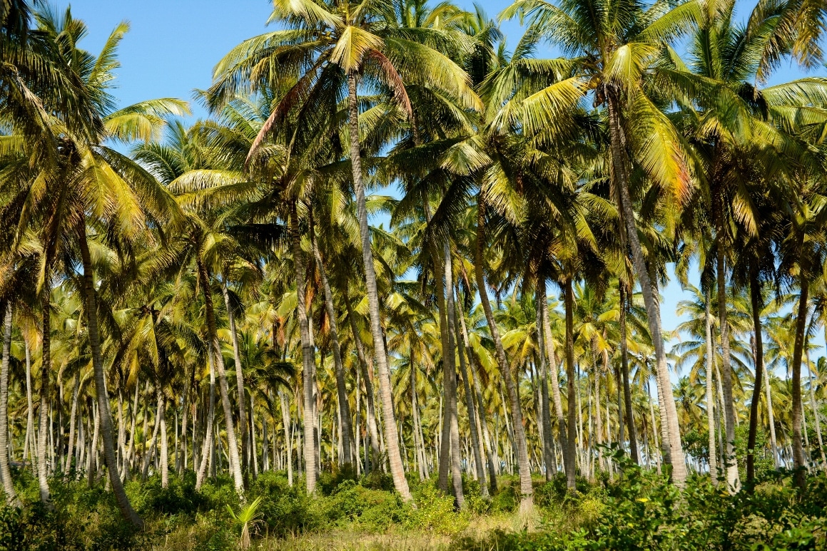 Factory Farming and Deforestation - SHAPEYourFutureLife